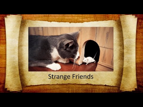 Strange Friends - YouTube