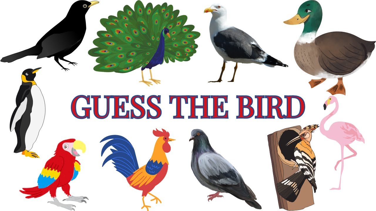 GUESS THE BIRD | BIRDS NAMES IN ENGLISH WITH IMAGES | BIRD NAMES FOR ...