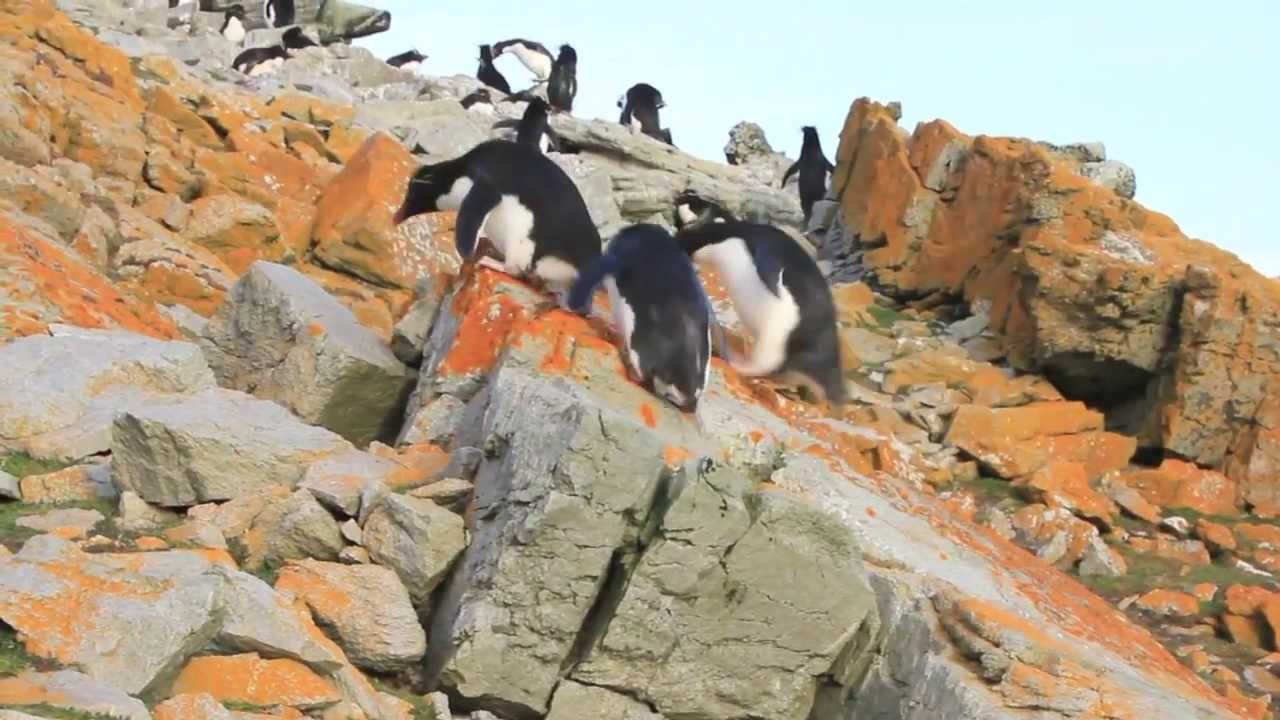 Wildlife of the Falkland Islands - YouTube
