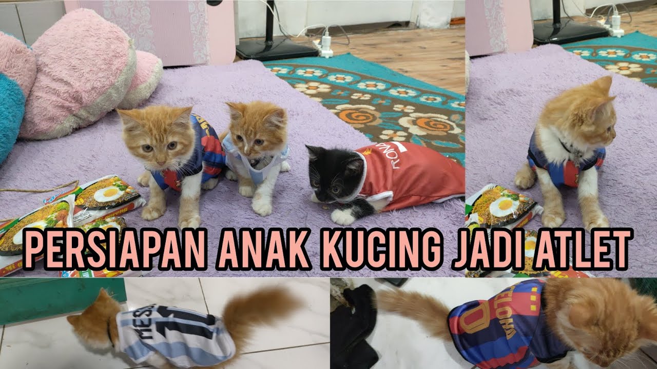 Anak Kucing Pake Baju Bola Sudah Siap Jadi Atlet - YouTube