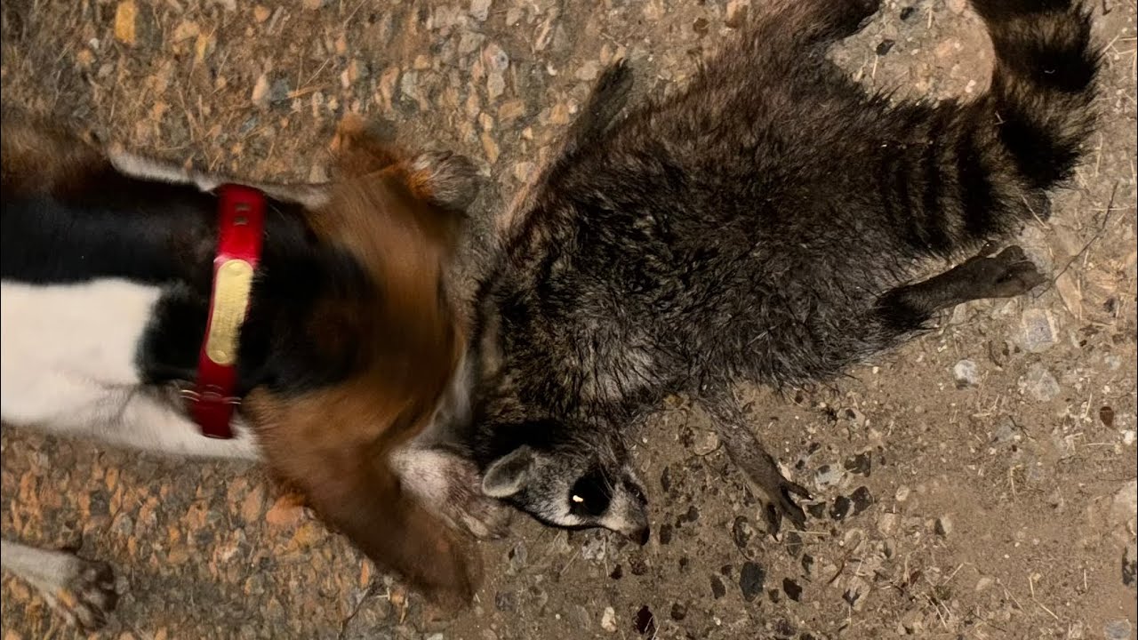 Three coons in one tree!!! (This was a first) - YouTube