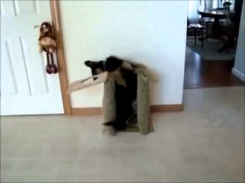 Dogs running at the dinner table :) / Yemek yediği yere koşan köpek :)