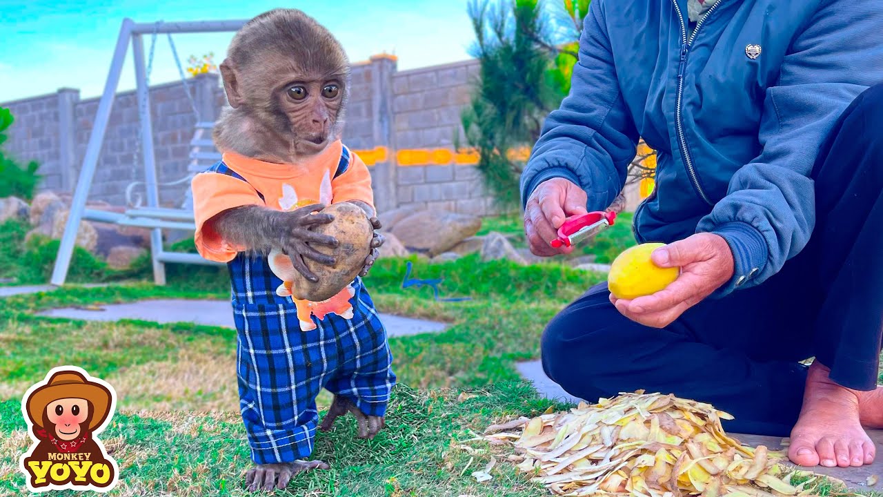 Smart monkey YiYi helps grandpa get potatoes to prepare Christmas for ...