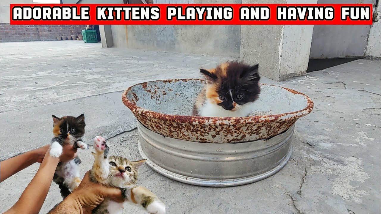 Adorable Kittens Playing and Having Fun - YouTube