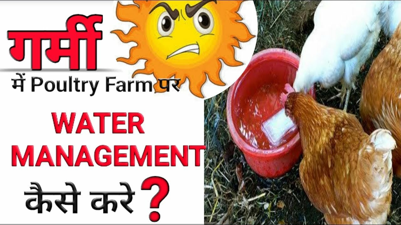 V15, water management in poultry farm, water management, Summer ...