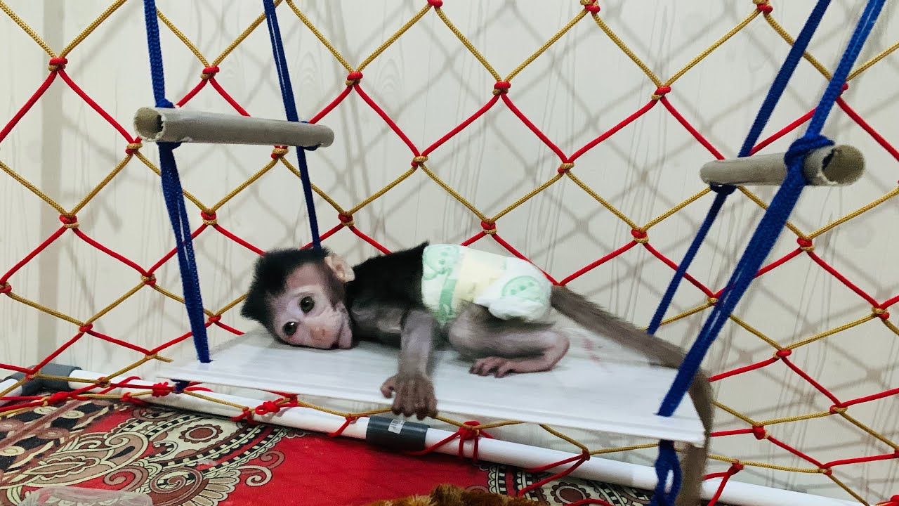 New Play For Baby Monkey ! Will He Like It - YouTube