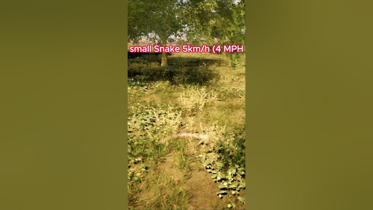 Animal Speed Comparison part1 - YouTube