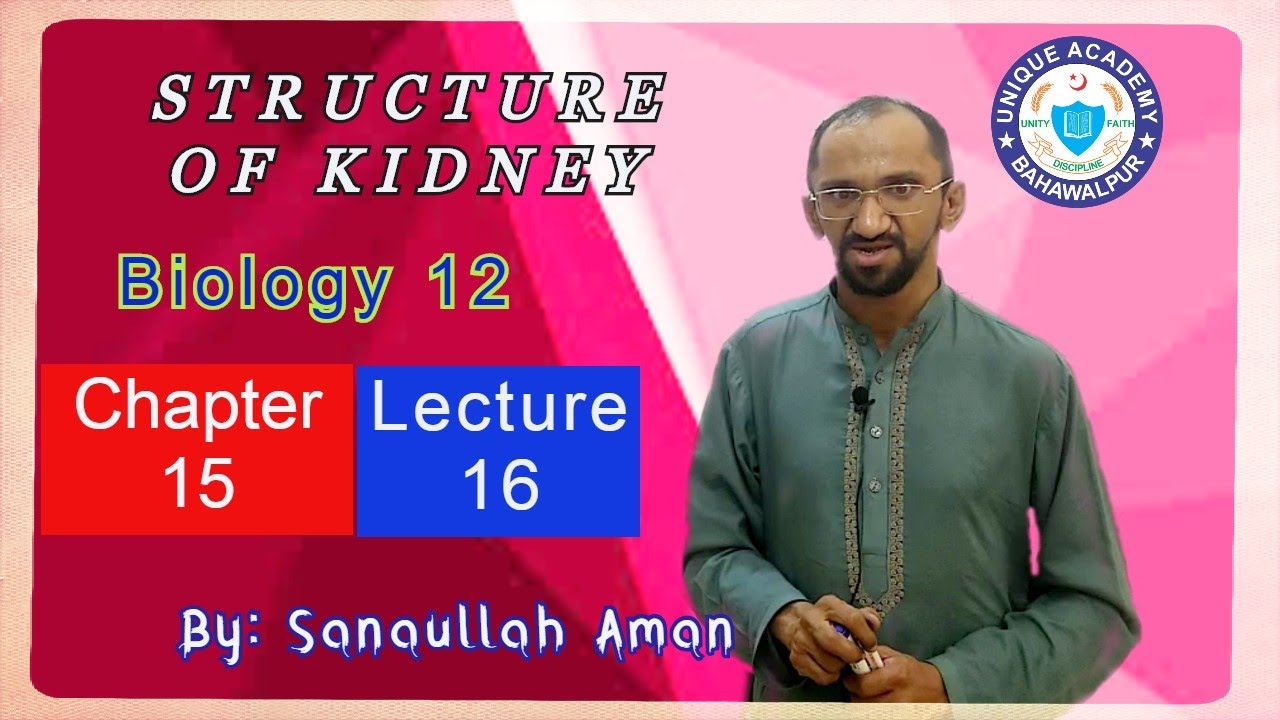 Biology 12 Chapter 15 Lecture 16, Structure of Kidney by Sanaullah Aman ...