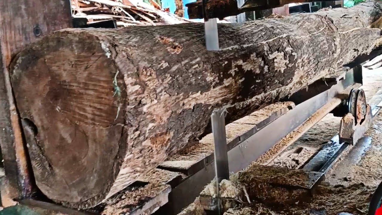 extraordinary straight logs of old teak full of expensive grain at the ...