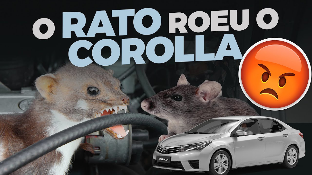 O RATO ROEU O COROLLA!!! - YouTube