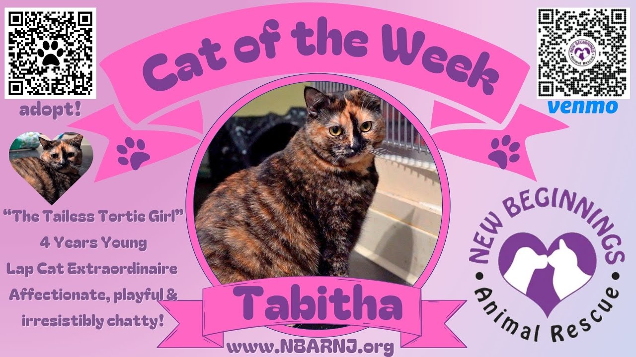 New Beginnings Animal Rescue "Cat of the Week": Tabitha - YouTube
