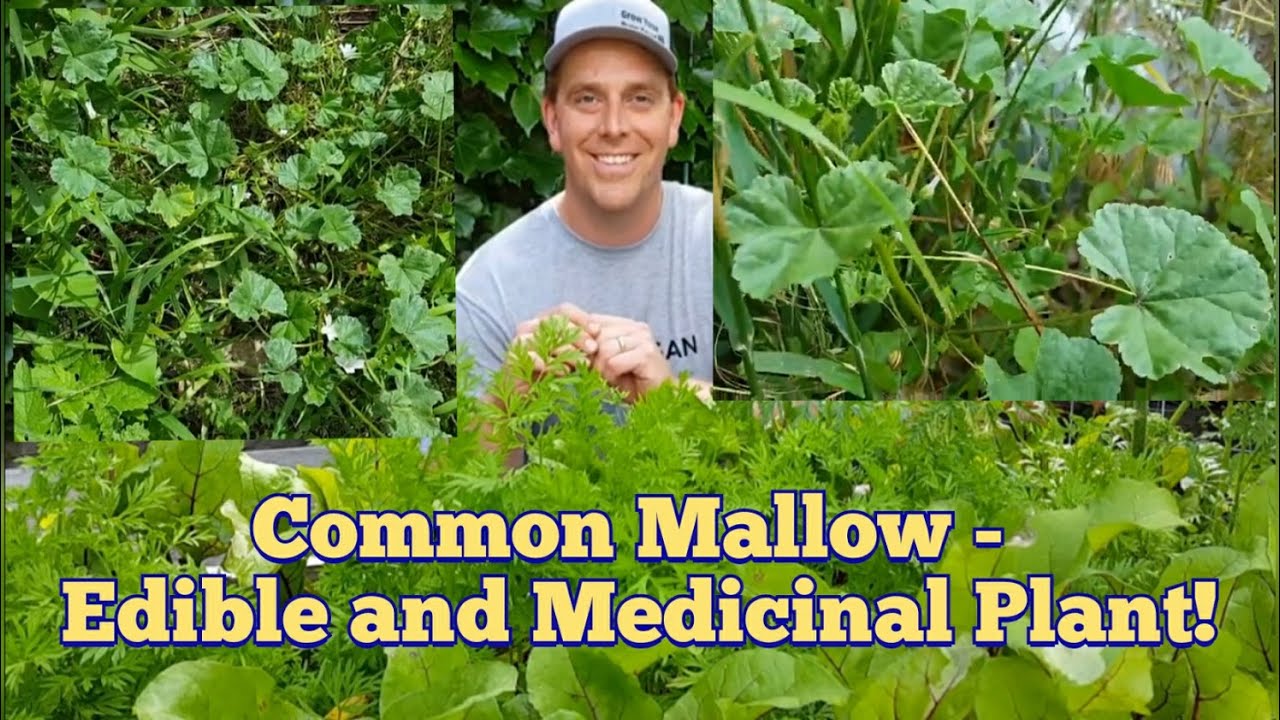 Common Mallow Foraging in the Okanagan - YouTube