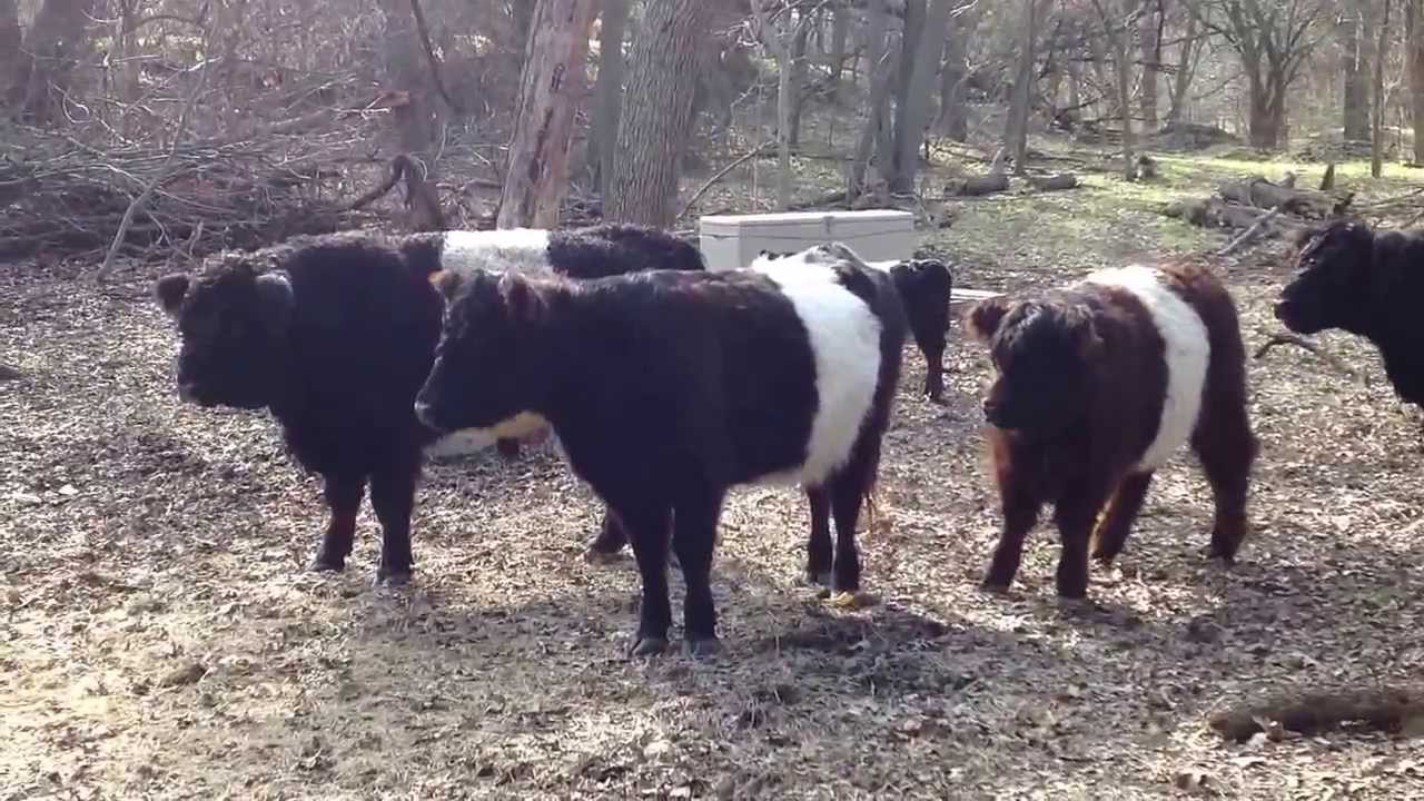 Mini Belted Galloways - Dinner time At the Old Beltie Ranch! - YouTube