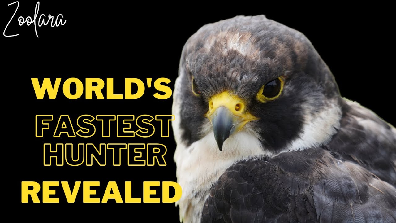 The Incredible Journey of the Peregrine Falcon: An Exploration | WILD ...