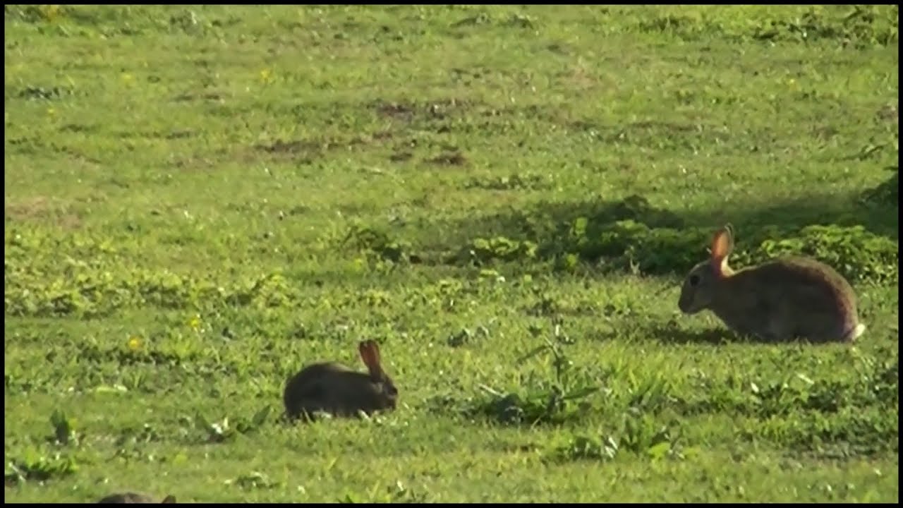 Wild Rabbits (Leporidae) - YouTube