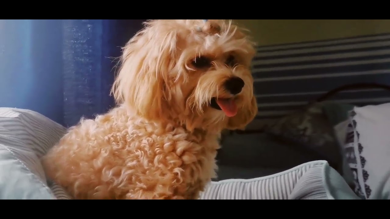 The cutest dog ever (Those were the days) Subic Life - YouTube