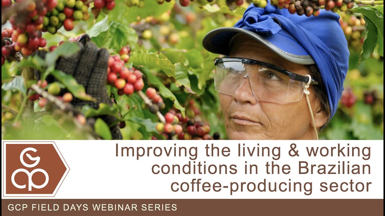 Improving living & working conditions in the Brazilian coffee-producing ...