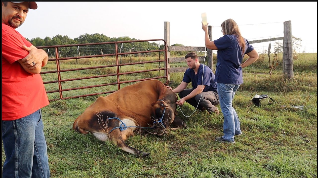 A Terrifying Turn of Events for Our Cow - YouTube