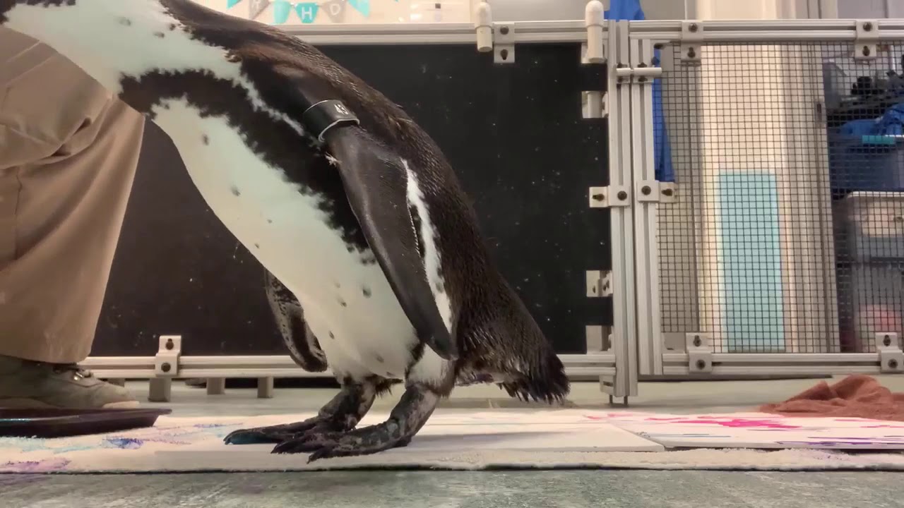 African Penguin Enrichment - YouTube