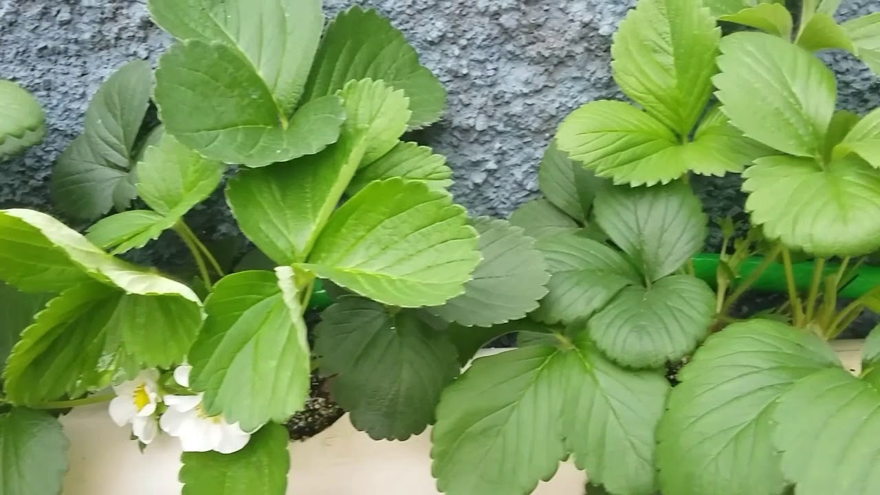 Morango no cano de PVC! Em poucos dias já está produzindo. - YouTube