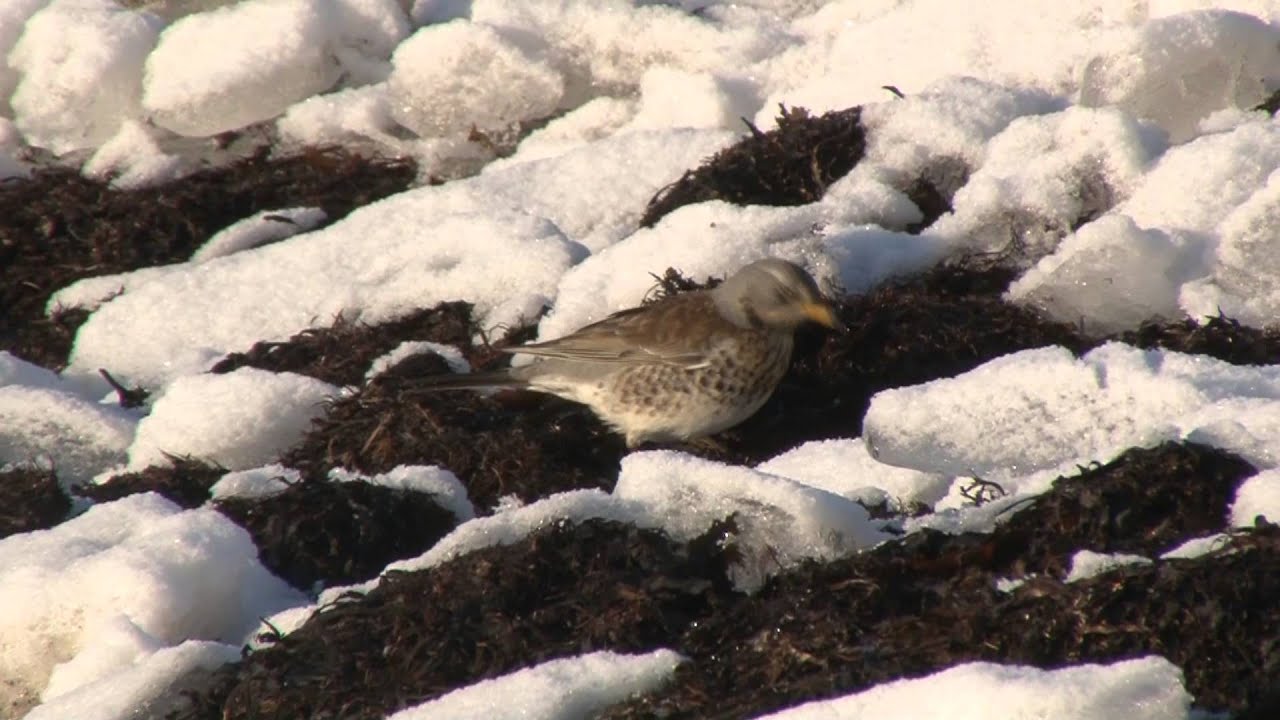 Björktrast Fieldfare vid Glimminge plantering. - YouTube