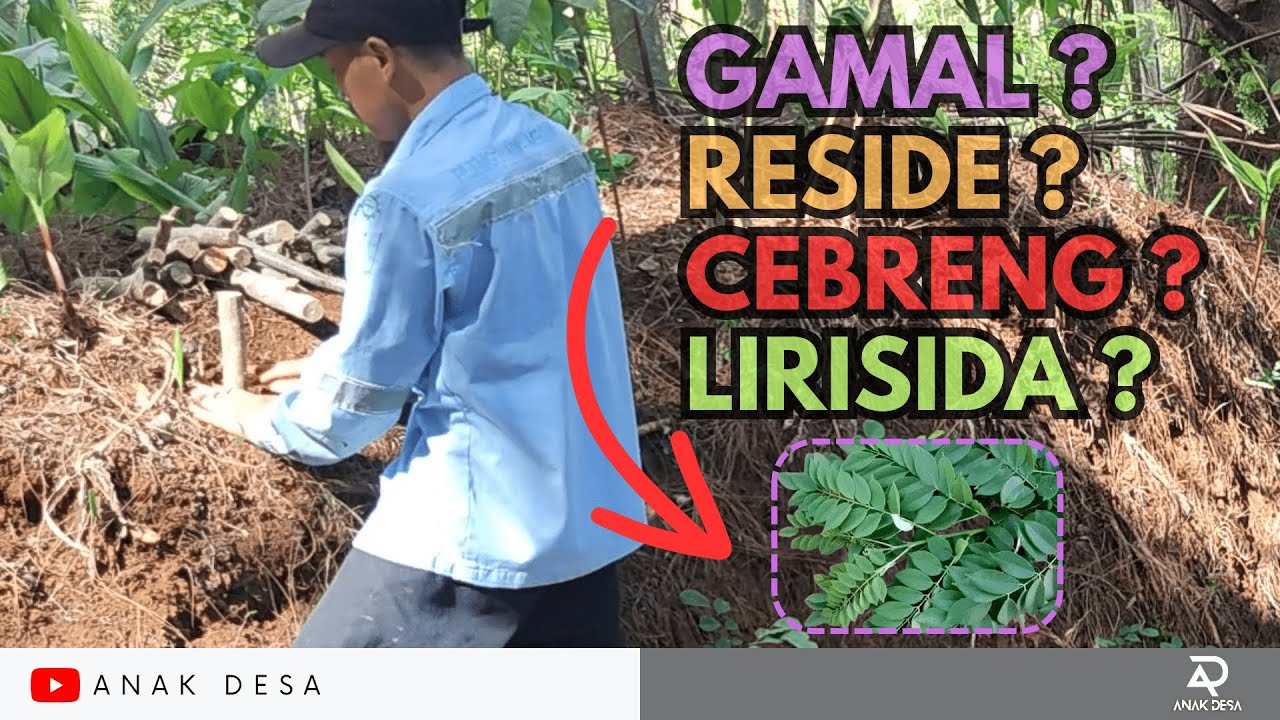 TANAM GAMAL UNTUK PAKAN TERNAK - YouTube