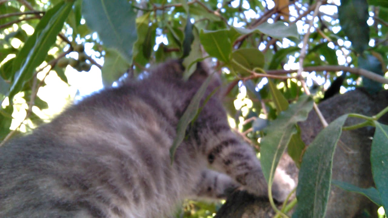 Baby cat first tree climb - YouTube