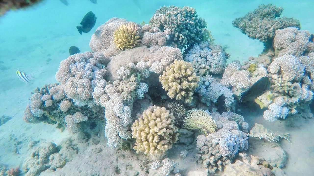 Snorkeling on the Coral Reef. Red Sea, Marsa Alam, Egypt - YouTube