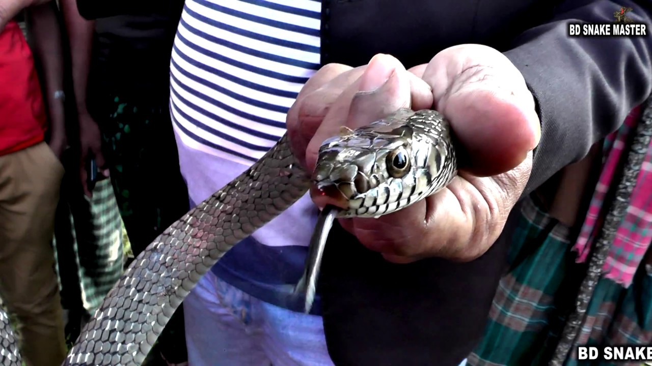 পটুয়াখালী রাজ্জাক বিশ্বাস সাপ ধরার এক্সক্লুসিভ লাইভ ভিডিও নতুন পর্ব - ৩৫ | BD Snake Master | HD ...