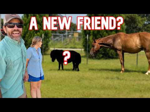 Our Horse Gets An Unexpected New Friend!