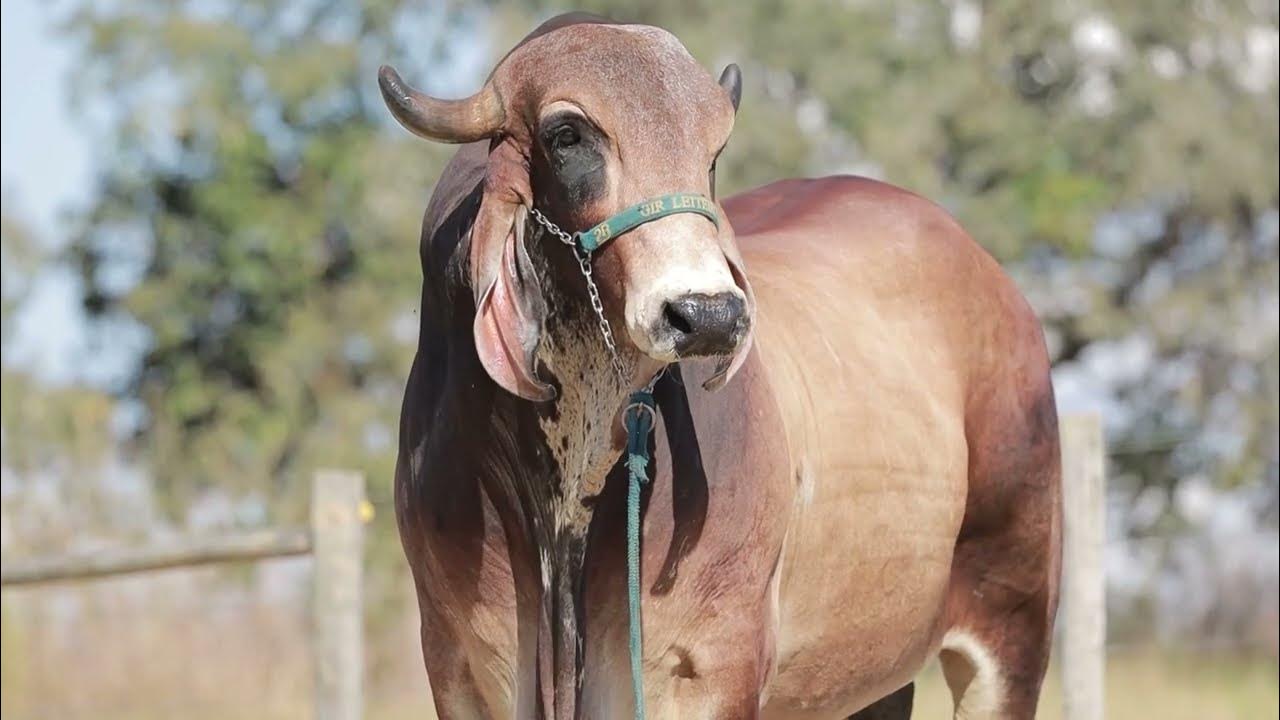 TOURO Cacique 2B - YouTube