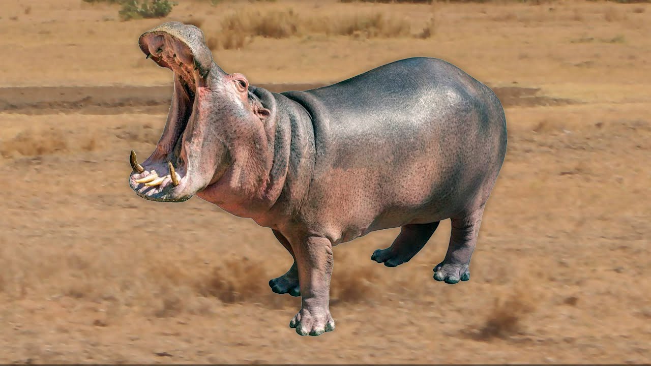 Top Amazing Facts About Hippos - Curious Creatures - Hippos attacks ...