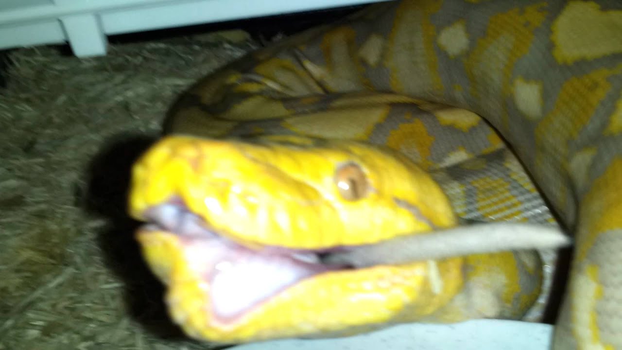 Annoying purple albino reticulated python feeding - YouTube