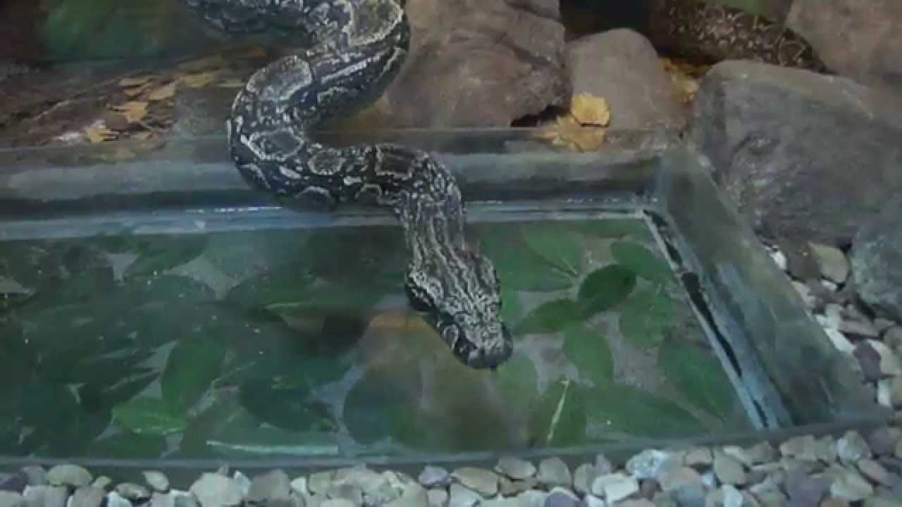 Serpiente Hipnotizada.MP4 - YouTube