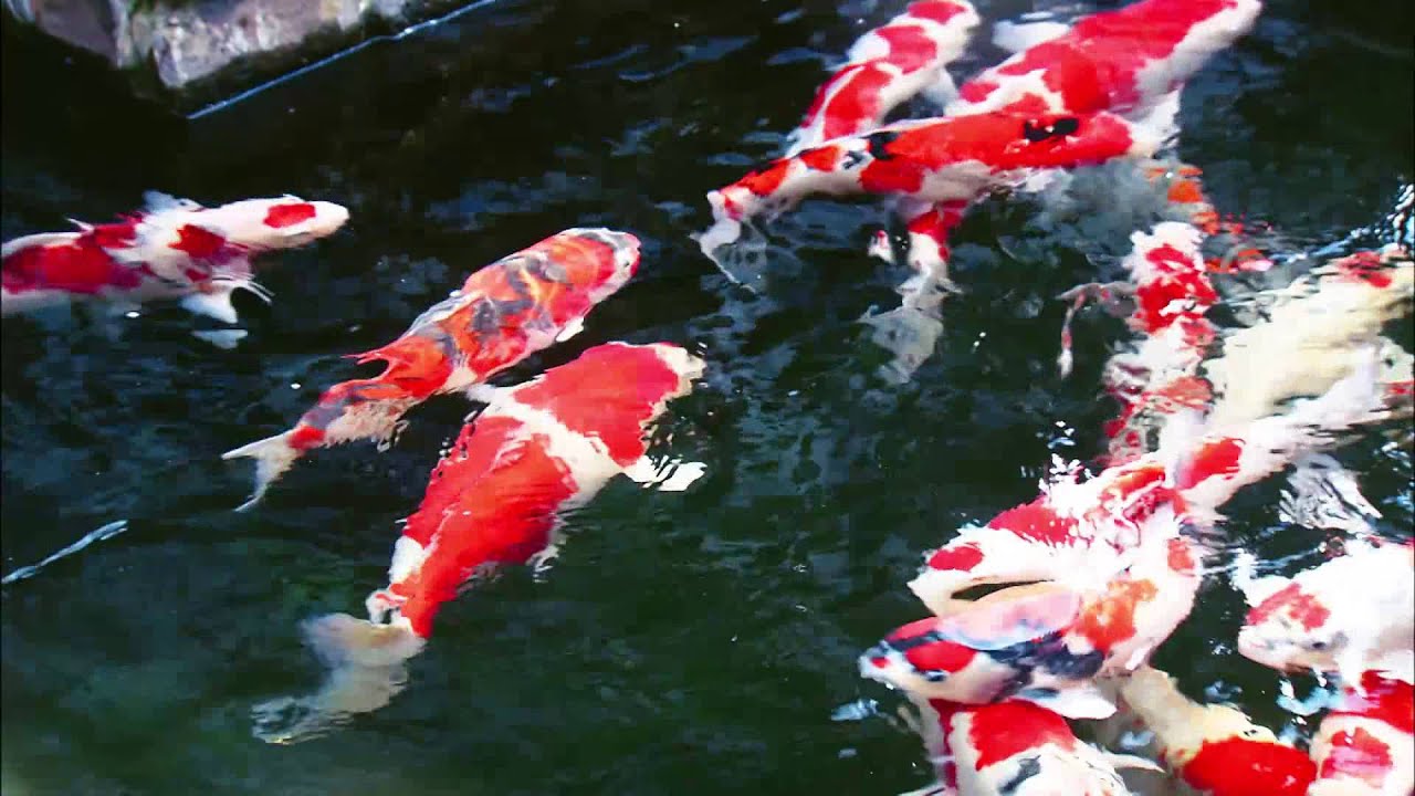 Niigata Prefecture, Japan – Internationally Popular Nishikigoi - YouTube