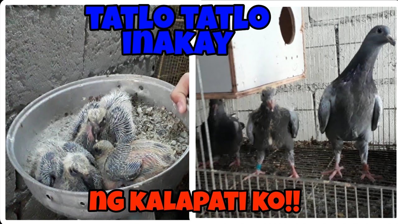 395th video Super breeding!!! (Tatlo tatlo inakay ng kalapati ko) - YouTube