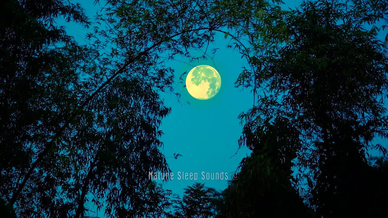 Night Ambient Sounds, Swamp Sounds at Night Black Screen 8 Hours ...