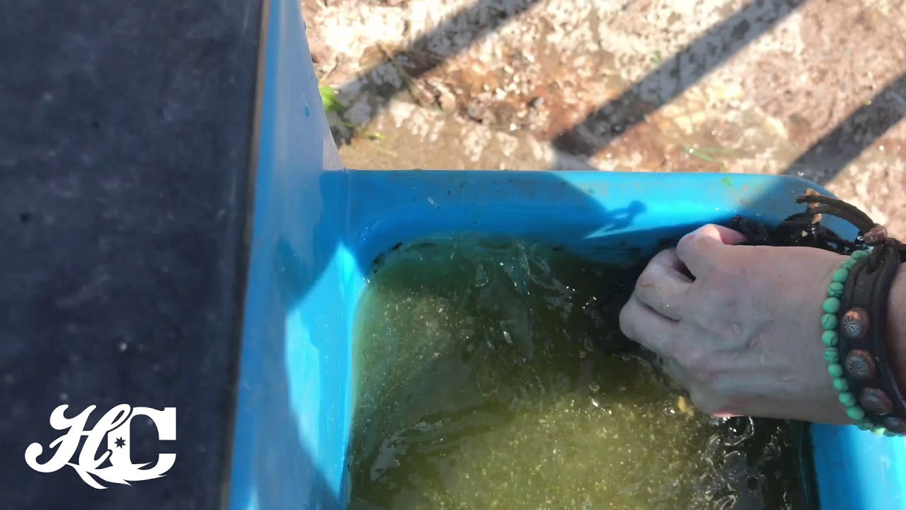 Using the Hay Chix Net Puff - YouTube