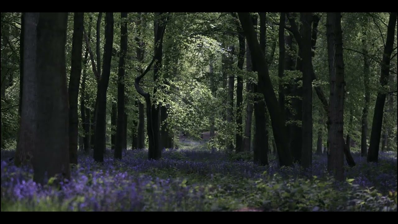 Dockey Woods Bluebells 2024 - YouTube