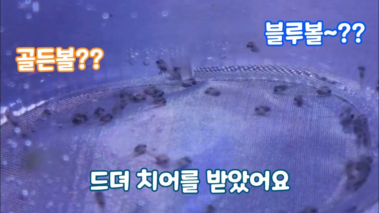 작아도 너~~무 작은 치어들 누구 Youtube