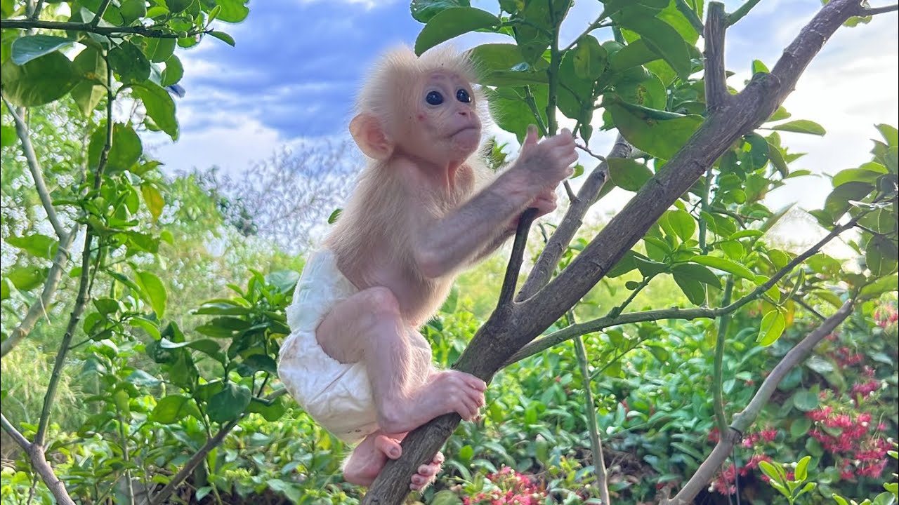 Oh So Wonderful! Monkey Mynu knows how to hide from mom go climb trees ...