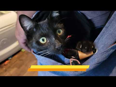 Dog or Cat Sling Carrier