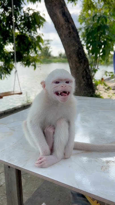 Ruby the Monkey Talks to Me - YouTube