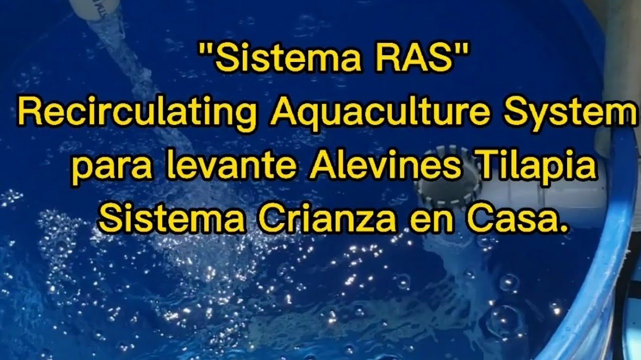 🐟 Sistema RAS (Recirculating Aquaculture System) Doméstico Crianza ...
