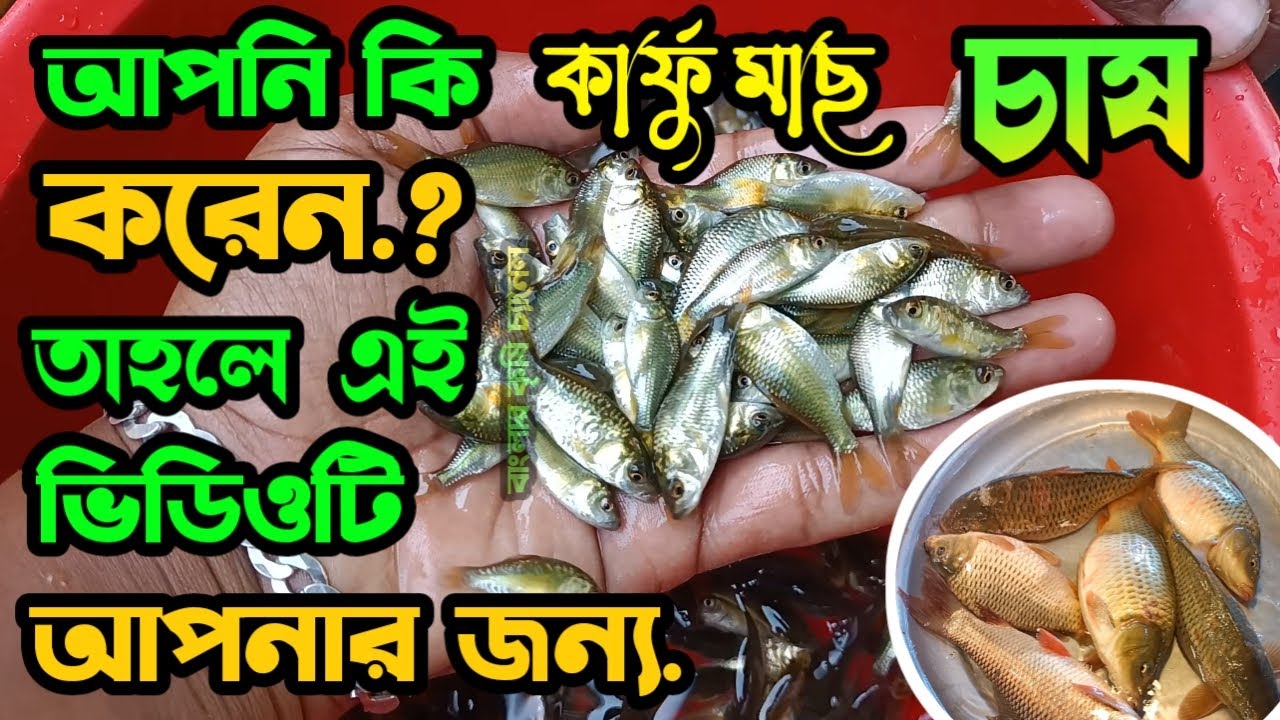 কার্ফু মাছ | কার্পু মাছ | কার্ফু মাছ চাষ পদ্ধতি | কার্ফু মাছের পোনা ...