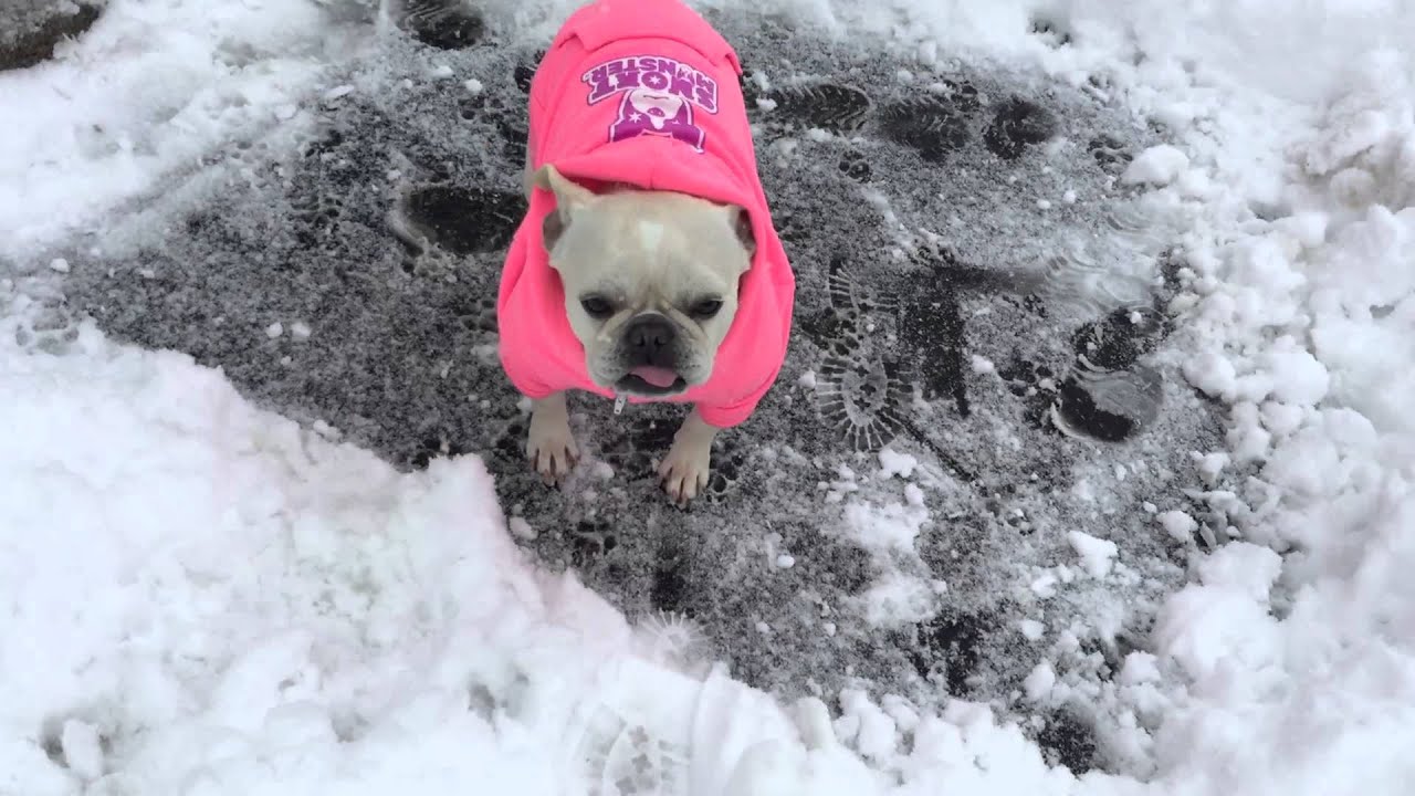 Snort Monster: Snorty Snow Day with GoPro Fetch Dog Harness - YouTube