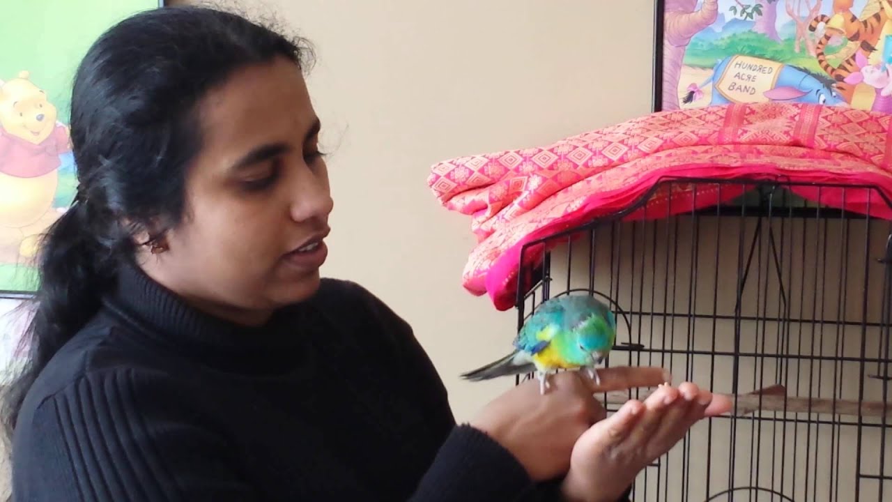 Friendly bird red rump parakeet - YouTube
