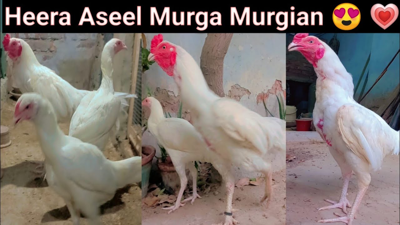 Heera Aseel Murga Murgian lalin 😍 | Heera Murga murgion ki Pairing ...