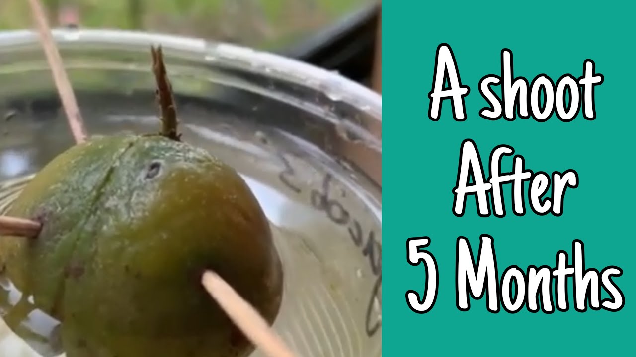 My Avocado Seeds FINALLY Have A Shoot - Growing Avocado Trees From Seed ...