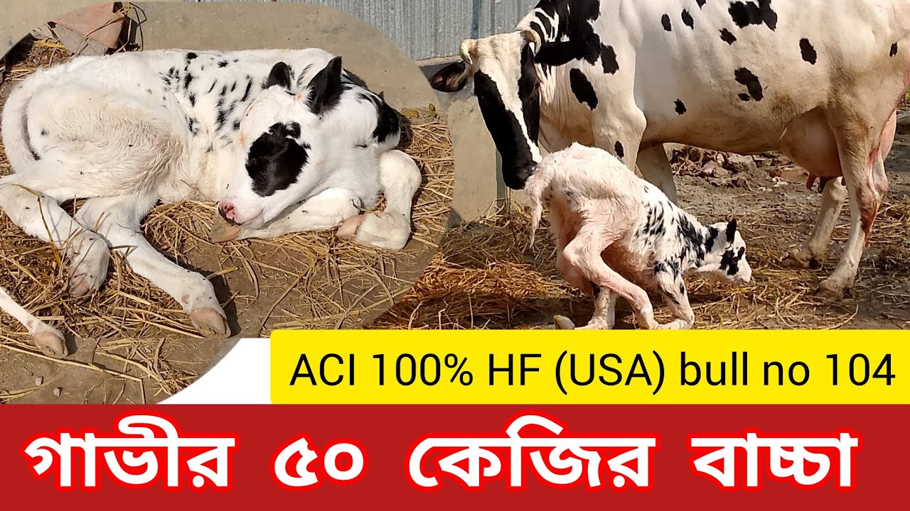 ACI 100% HF (USA) bull no 104 Helix এর 50 কেজির বাচ্চা || Doctor Agro ...